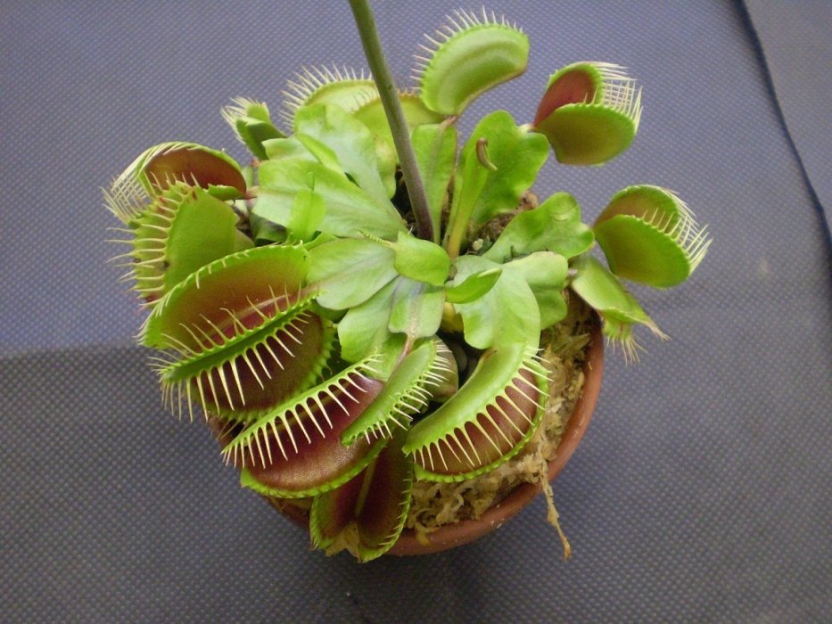 Summer Special Exhibition: Insects and Insectivorous Plants of the ...